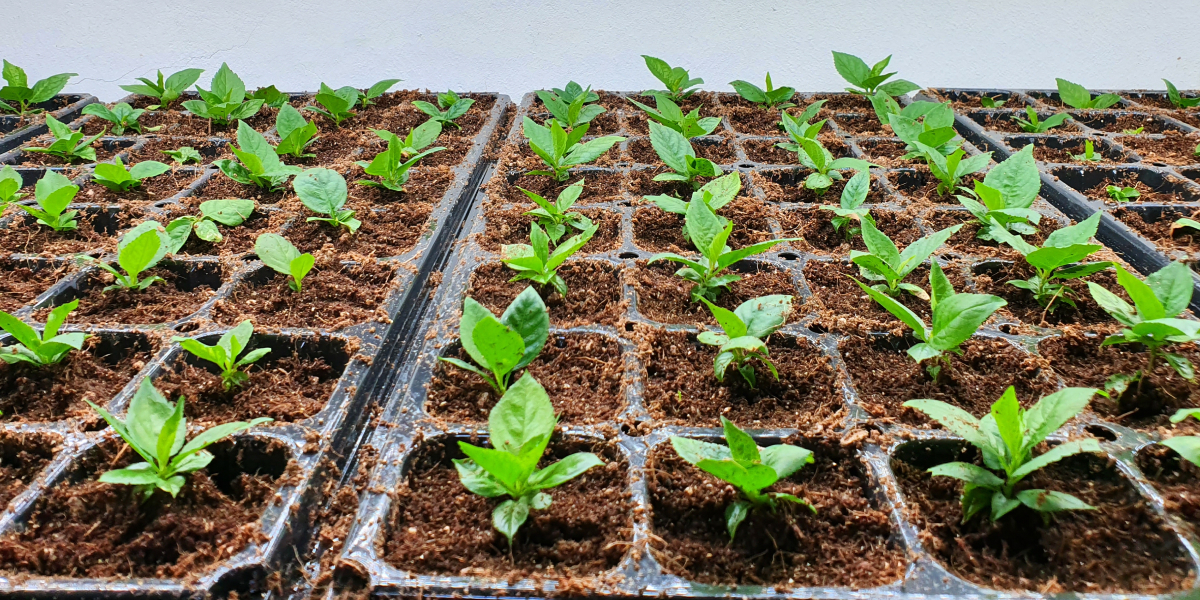 Hydroponic Growing with Coco Coir - Green Lanka Coco Hydroponic Growing with Coco Coir - Green Lanka Coco