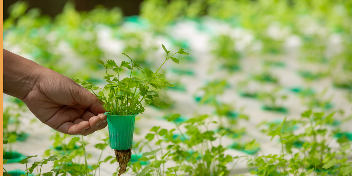 Revolutionizing Agriculture - Green Lanka Coco Revolutionizing Agriculture - Green Lanka Coco